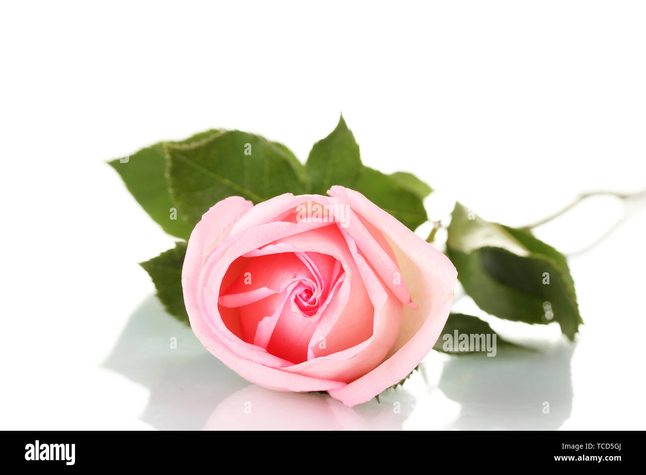 Pink rose isolated on white Stock Photo - Alamy