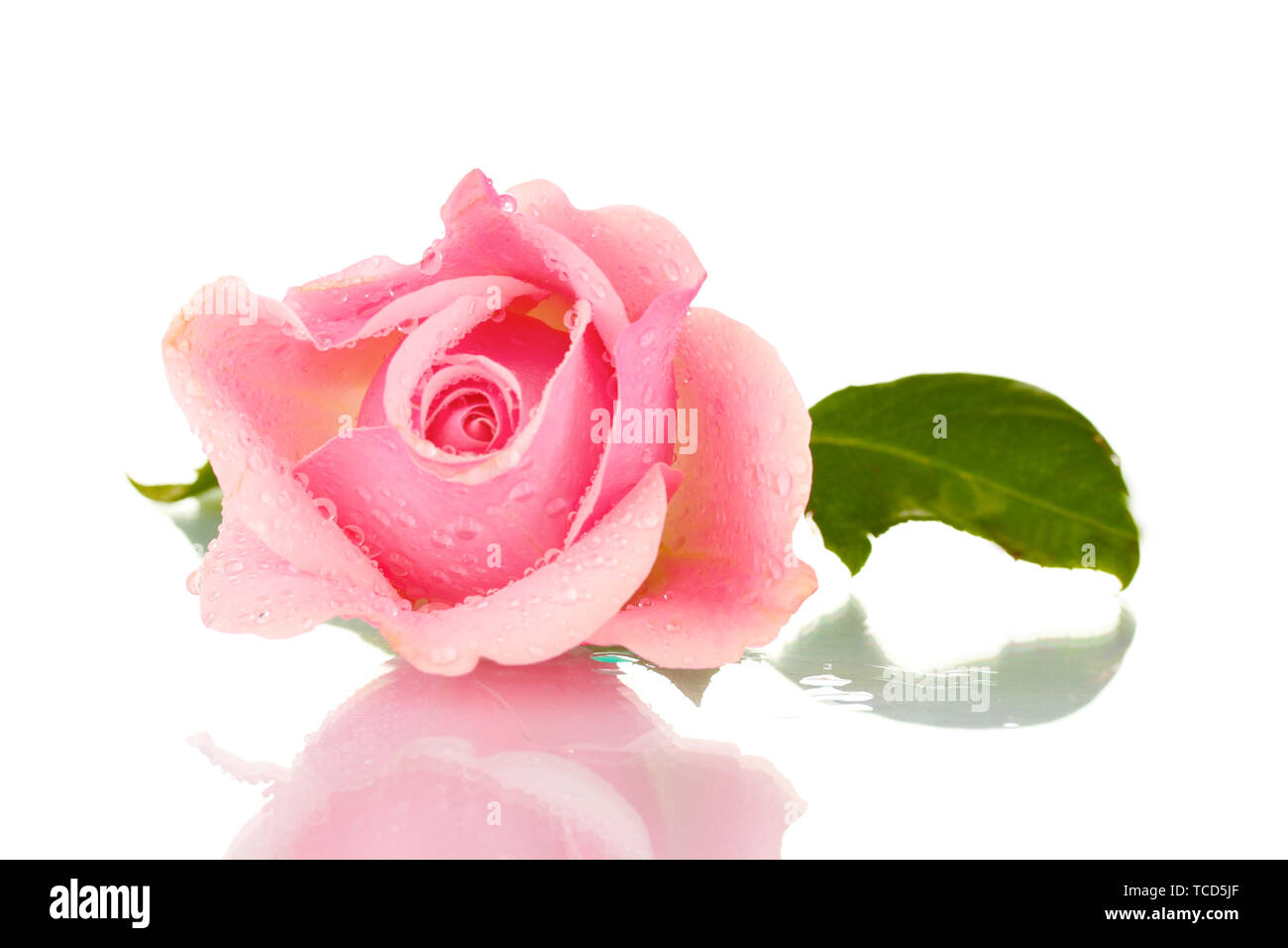 Pink rose isolated on white Stock Photo - Alamy
