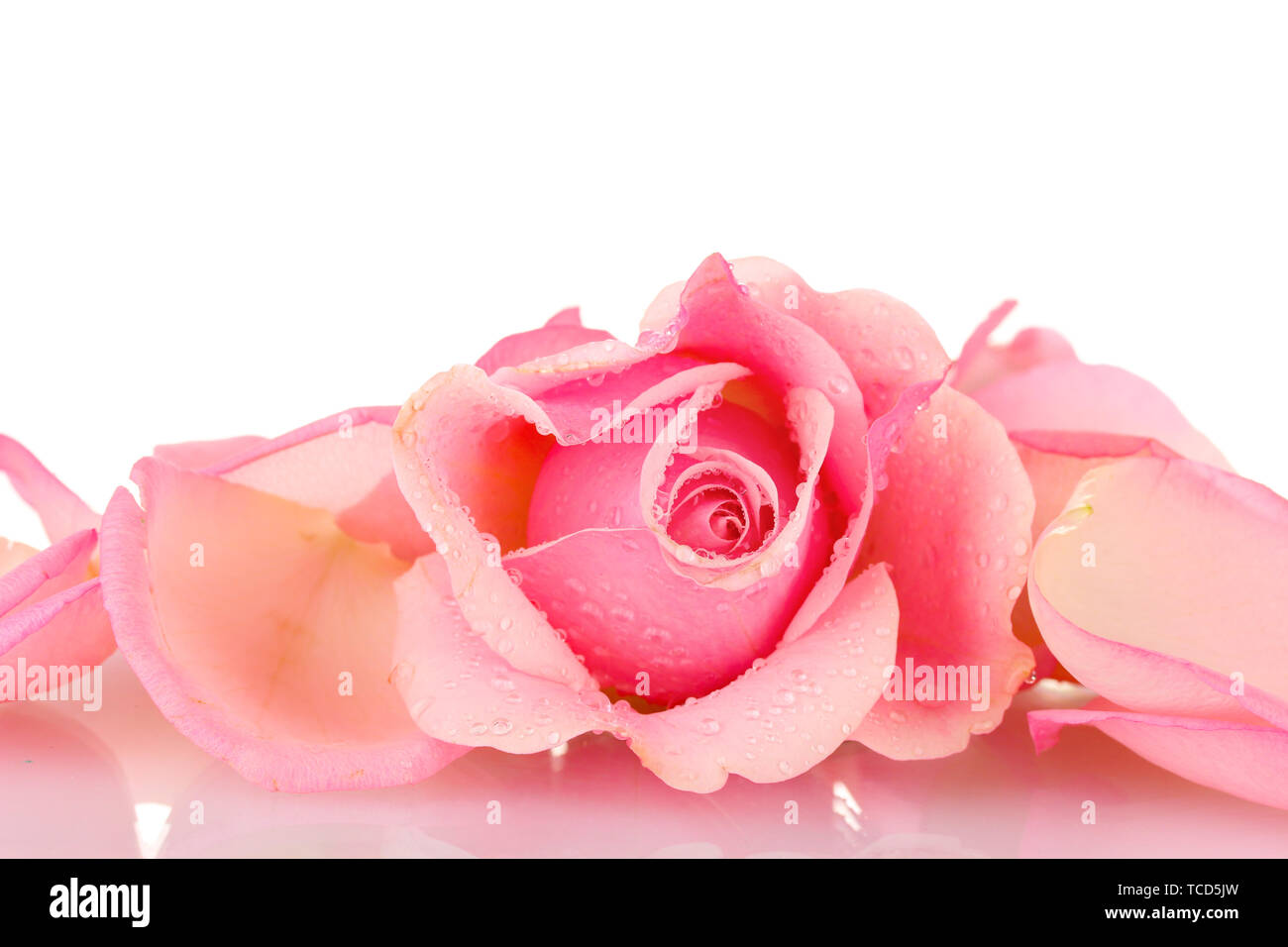 Pink rose isolated on white Stock Photo - Alamy