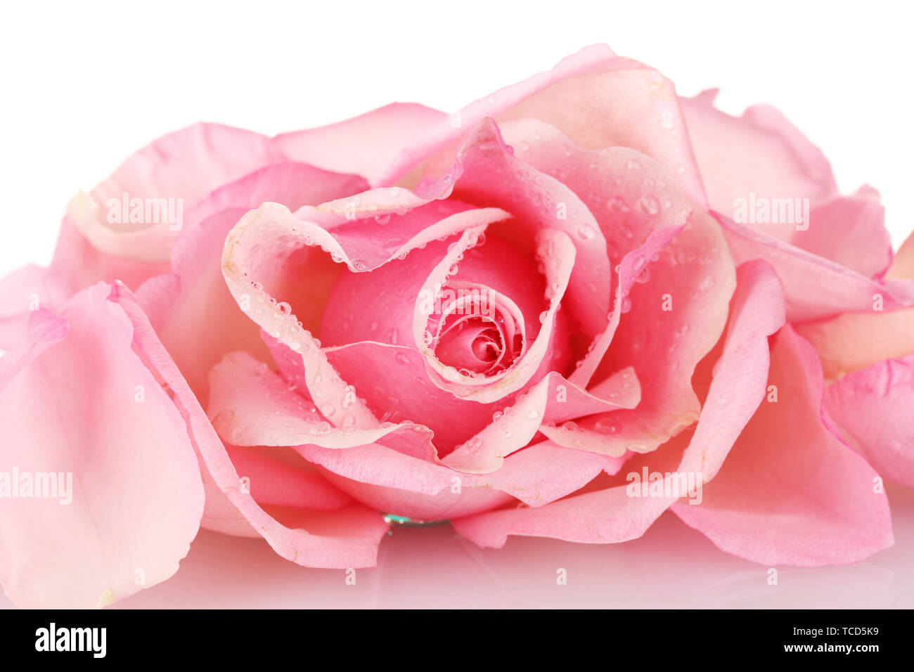 Pink rose isolated on white Stock Photo - Alamy