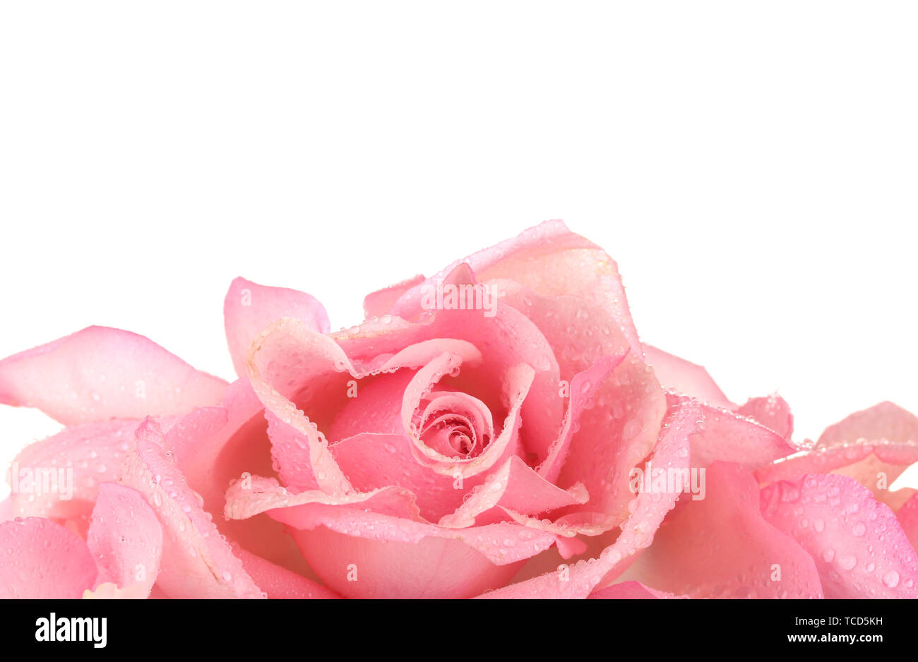 Pink rose isolated on white Stock Photo - Alamy