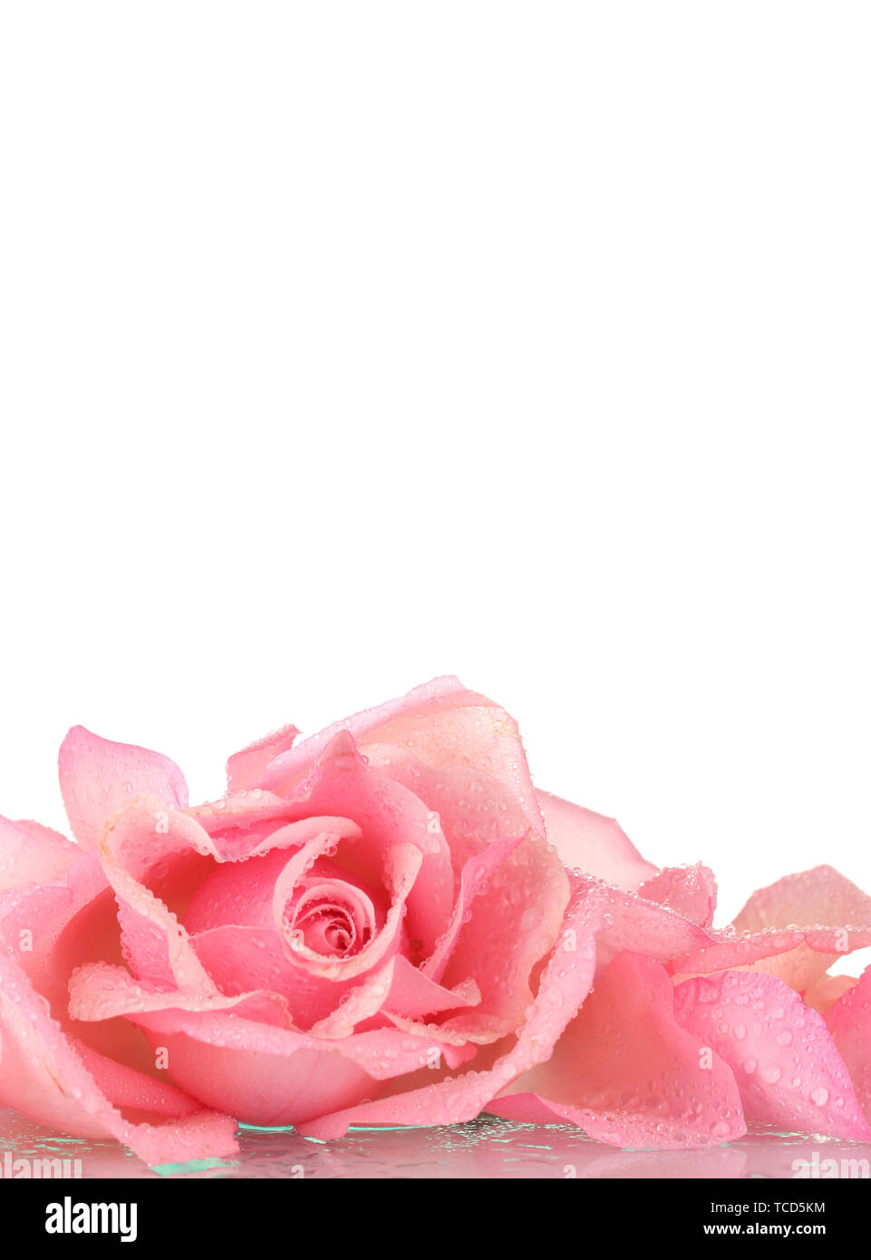 Pink rose isolated on white Stock Photo - Alamy