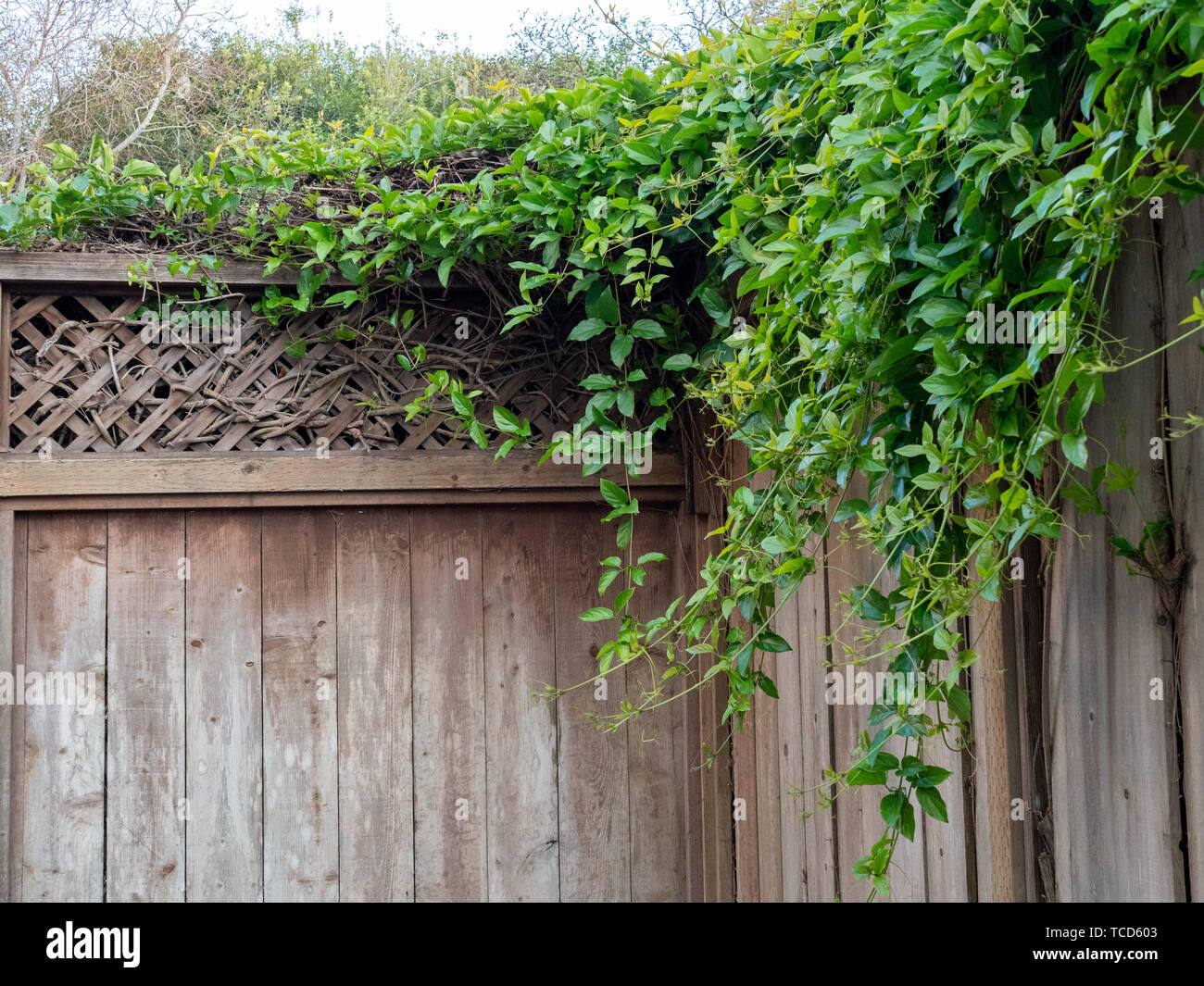 Vine Leaves Growing Over Fence High Resolution Stock Photography and ...
