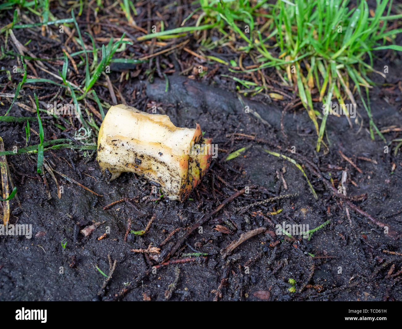 Apple with rotten core hi-res stock photography and images - Alamy