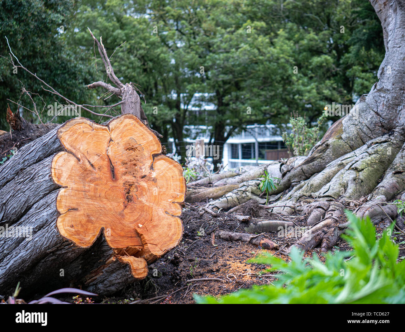 Sawed cut down tree sitting in front of a housing development ...
