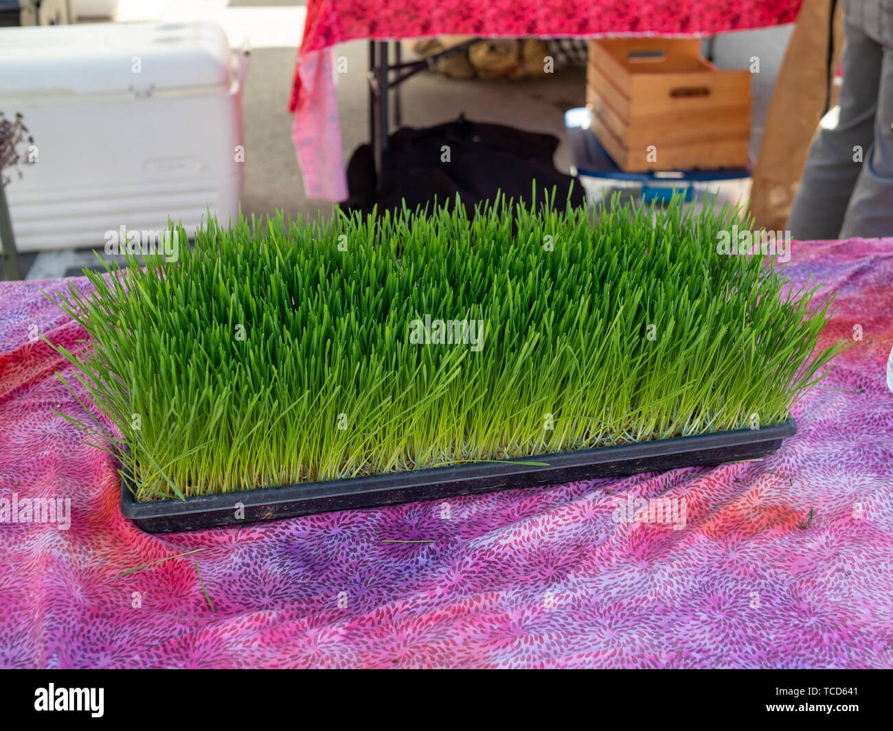 Fresh wheatgrass herbs on display for purchase at outdoor farmers ...
