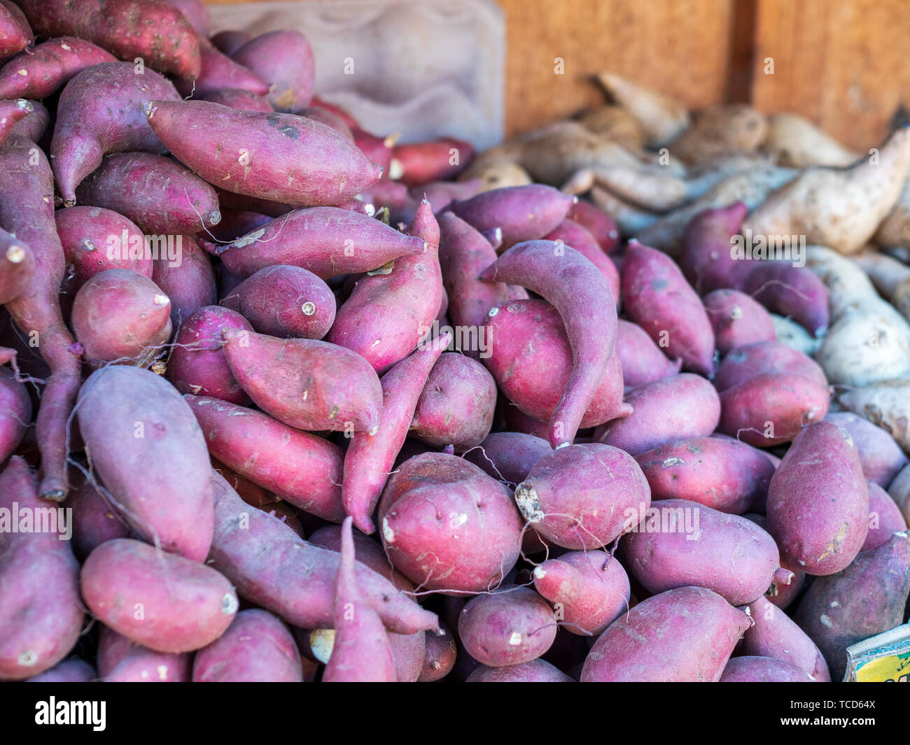 Yam head hi-res stock photography and images - Alamy