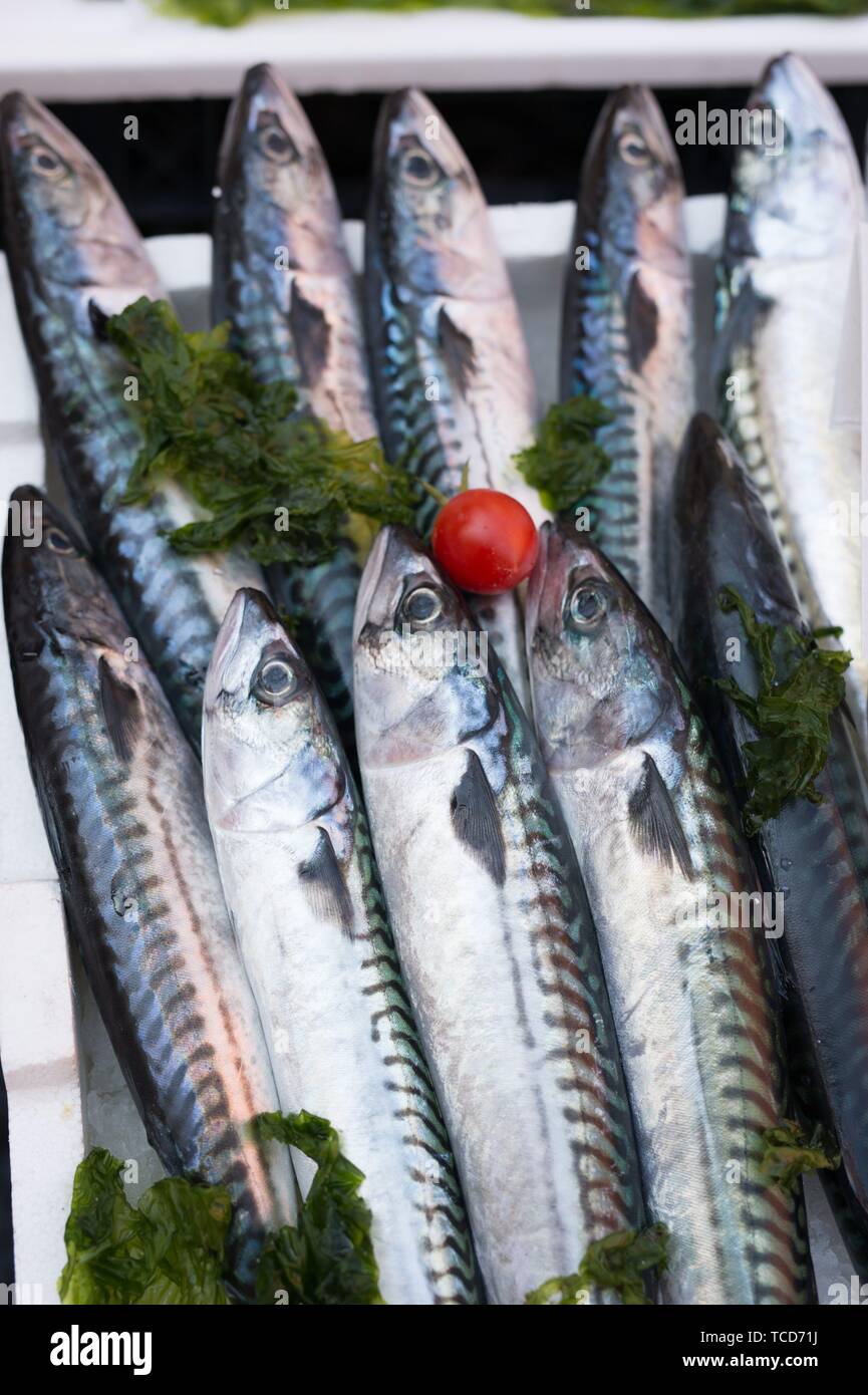 Mackerel eye close up hi-res stock photography and images - Alamy