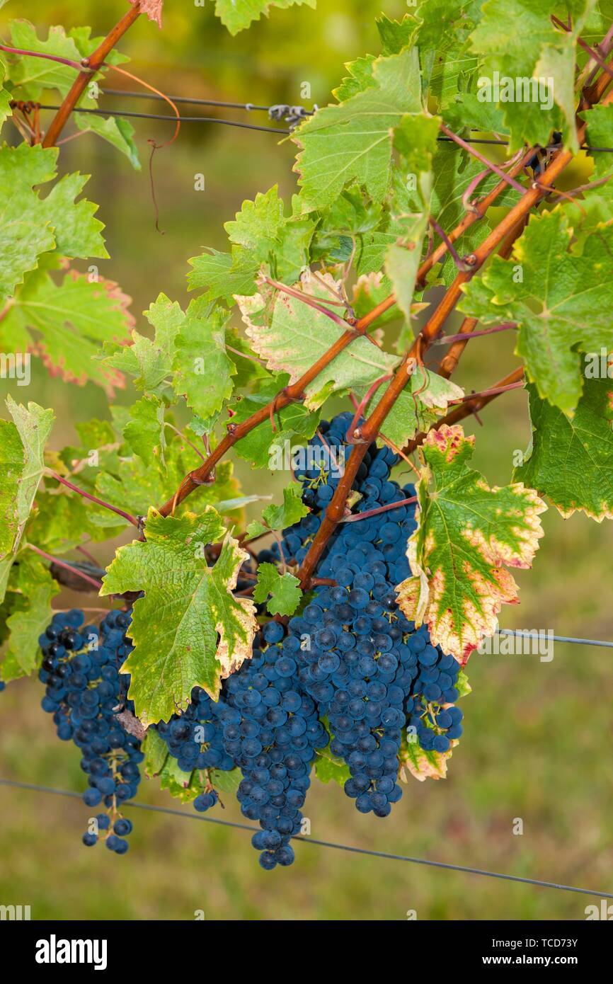 detail of blue grapes Stock Photo - Alamy