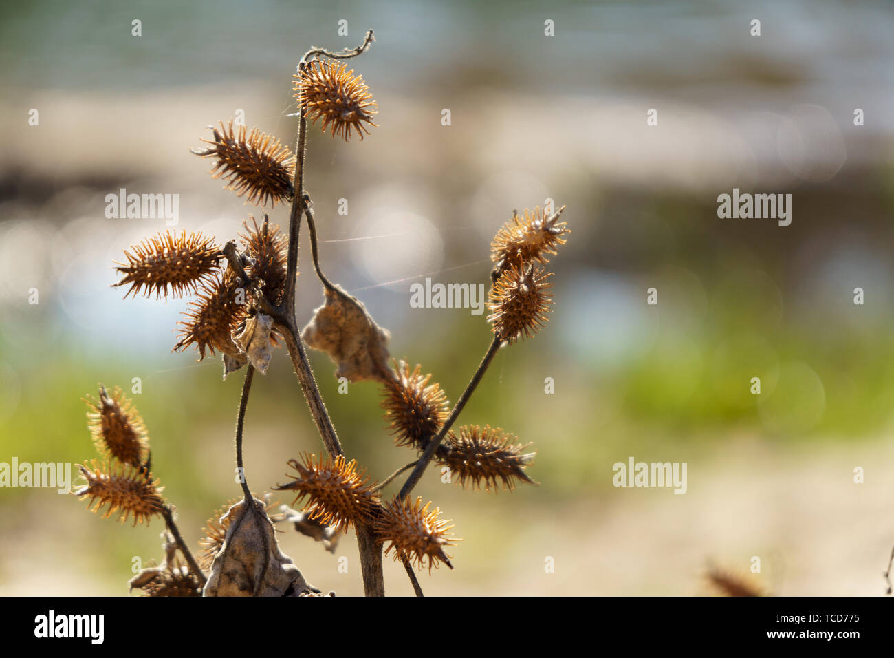 Cocklebur High Resolution Stock Photography and Images - Alamy
