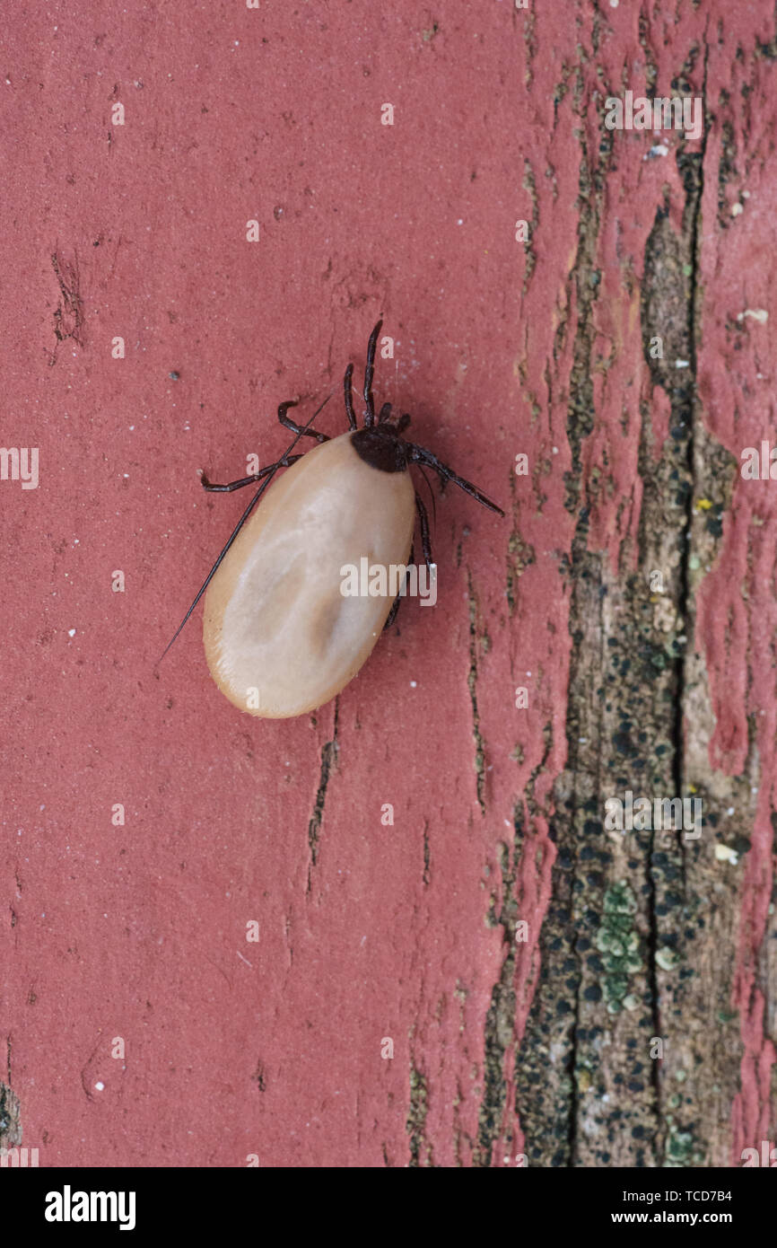 american dog tick Stock Photo - Alamy