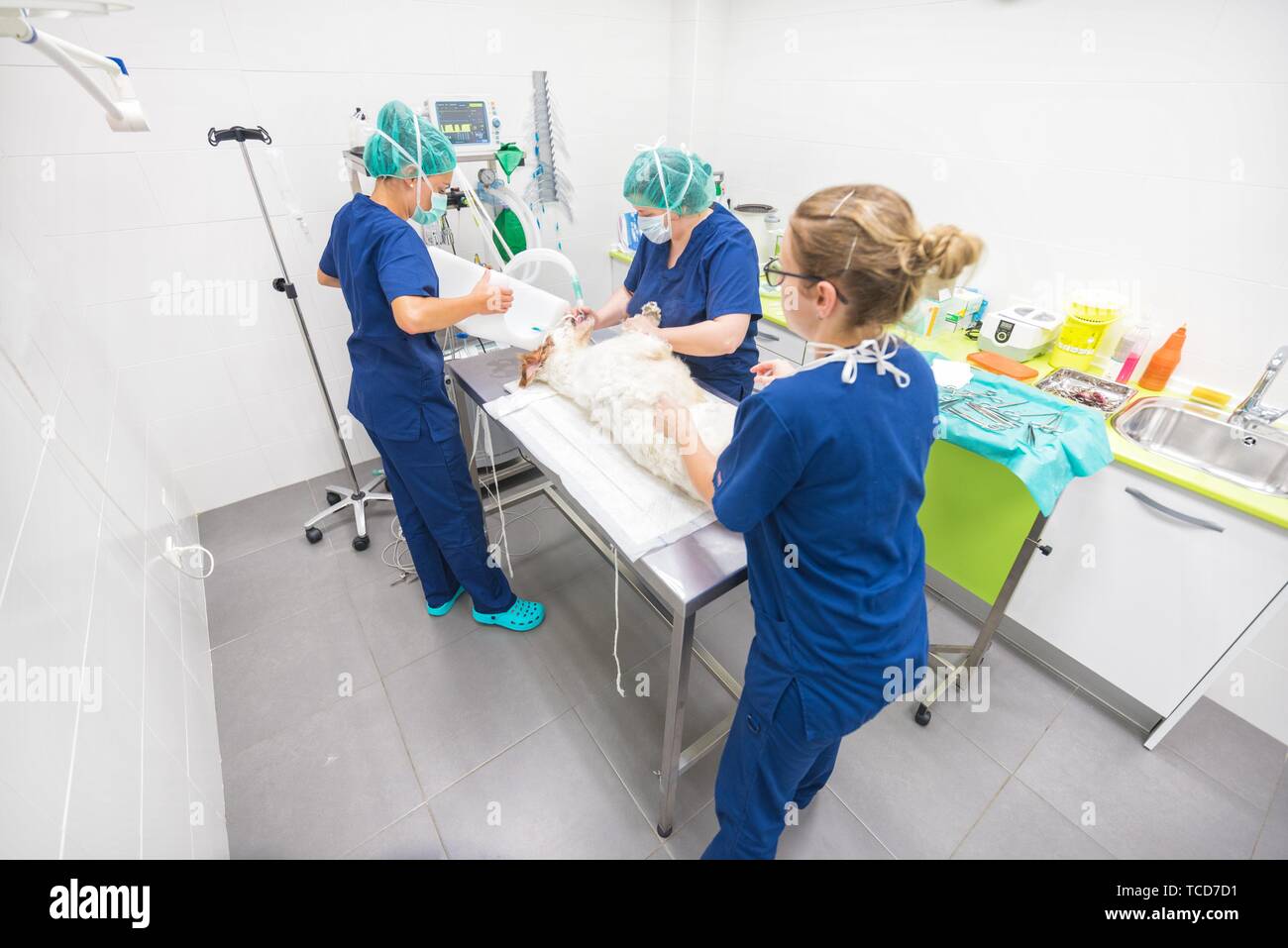 Veterinary operation hi-res stock photography and images - Alamy