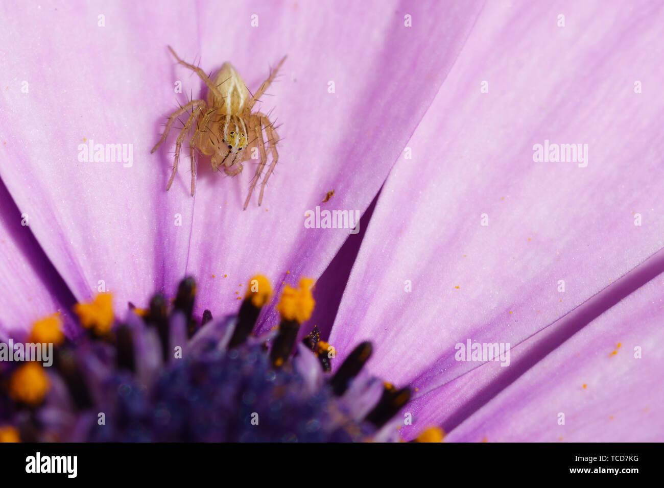 African Daisy Spider High Resolution Stock Photography and Images - Alamy