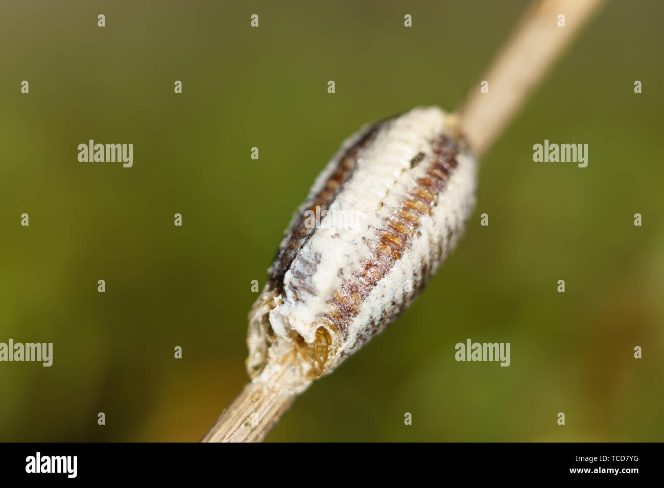 Praying mantis eggs hi-res stock photography and images - Alamy