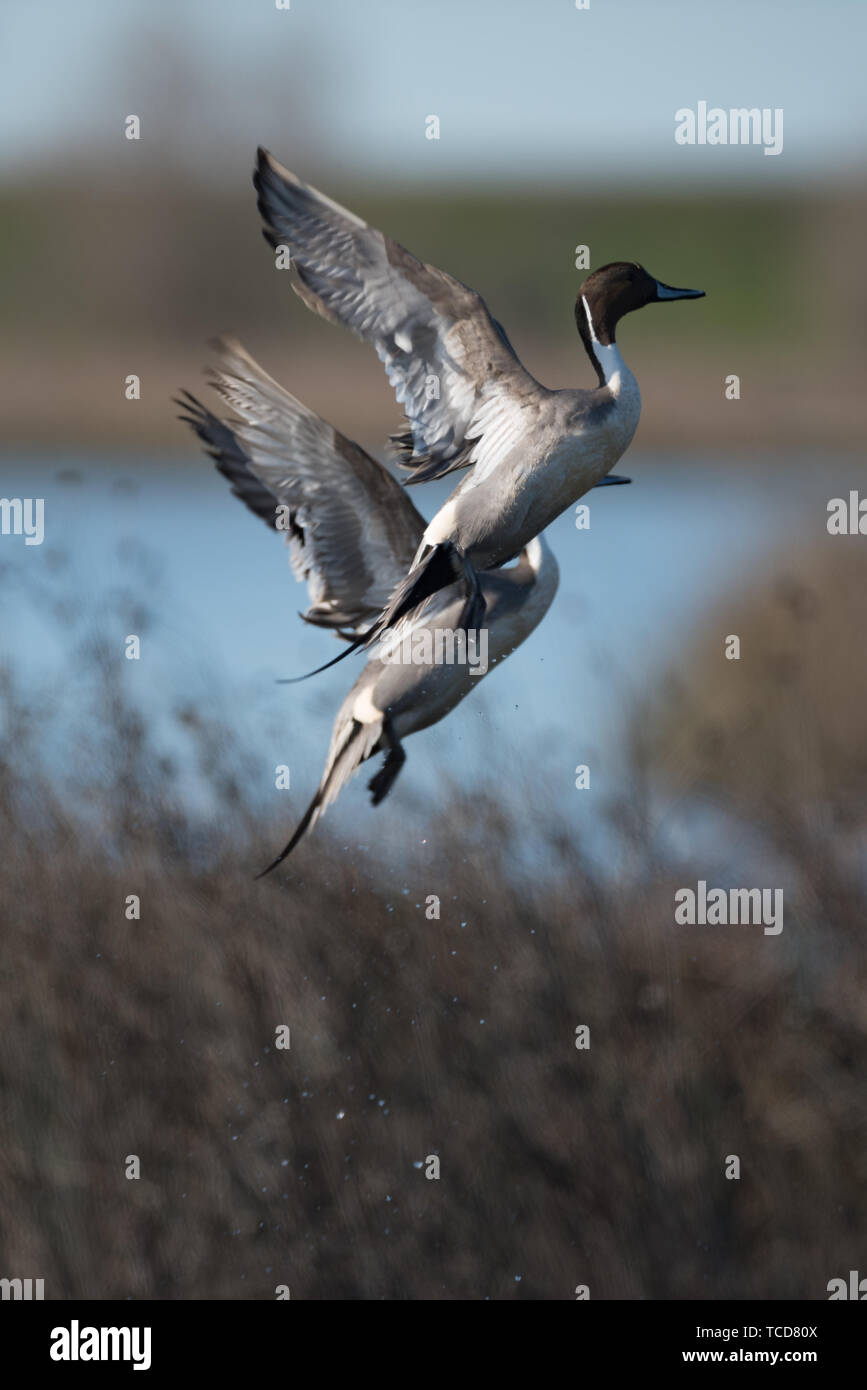 Northern Pintail duck drake taking flight Stock Photo - Alamy