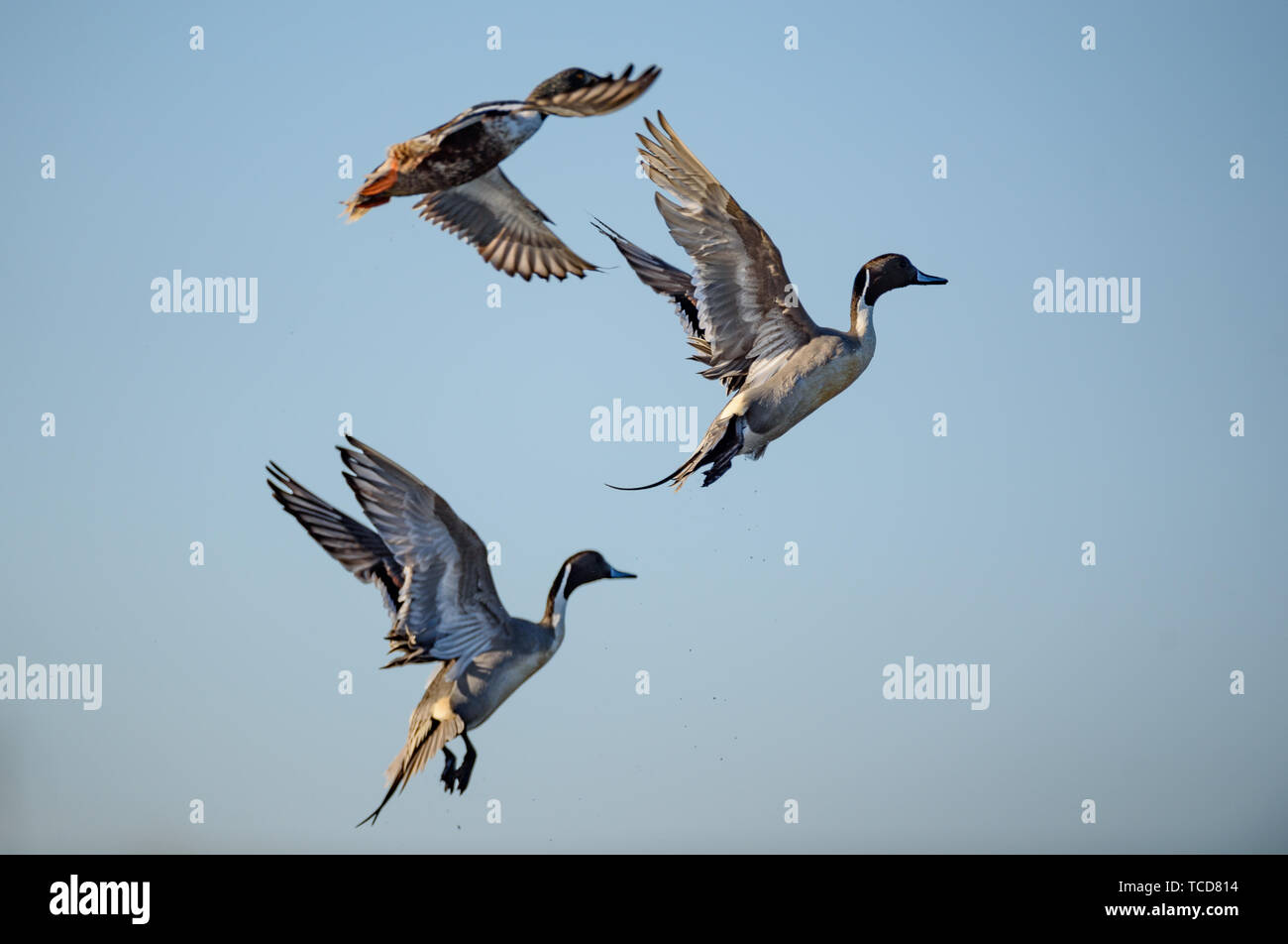 Northern Pintail duck drake taking flight Stock Photo - Alamy