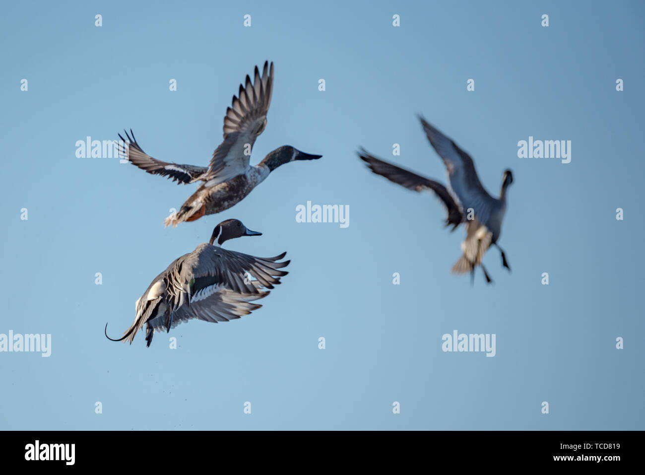 Northern Pintail duck drake taking flight Stock Photo - Alamy