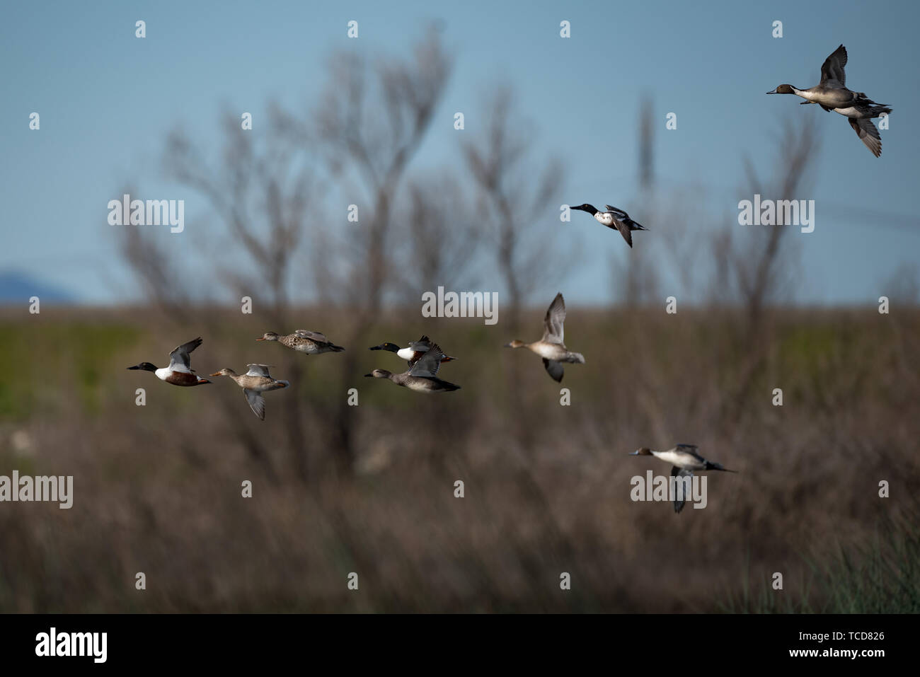 flying flock of mixed ducks Stock Photo - Alamy