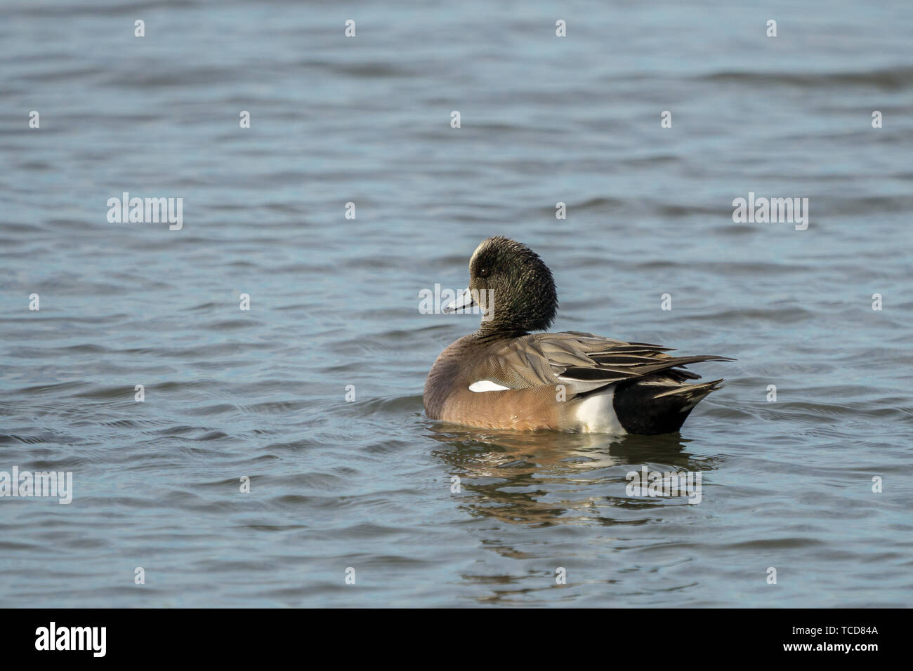 Wigeon drake duck hi-res stock photography and images - Alamy