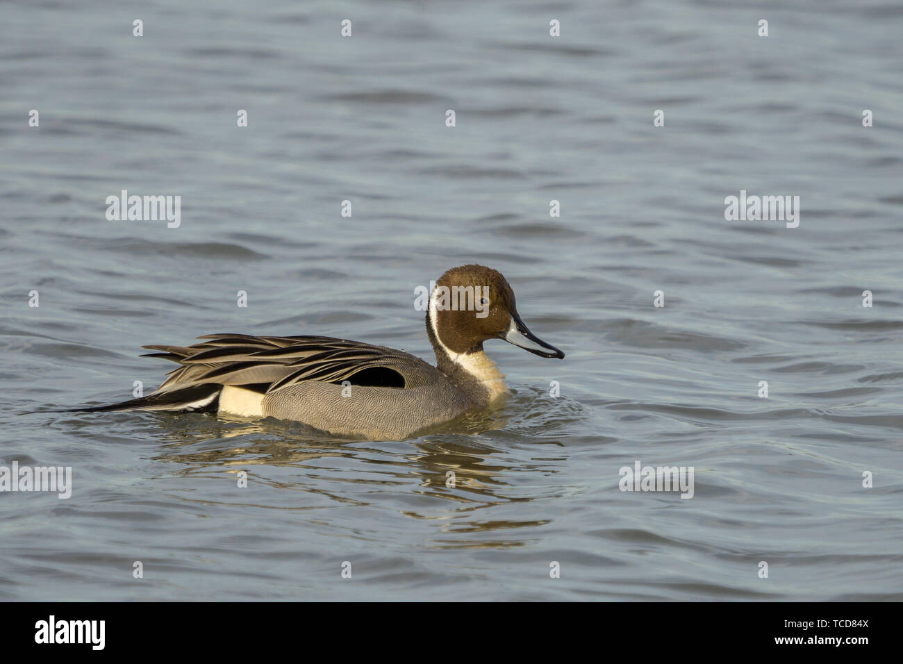 Northern Pintail Duck Drake Stock Photo - Alamy