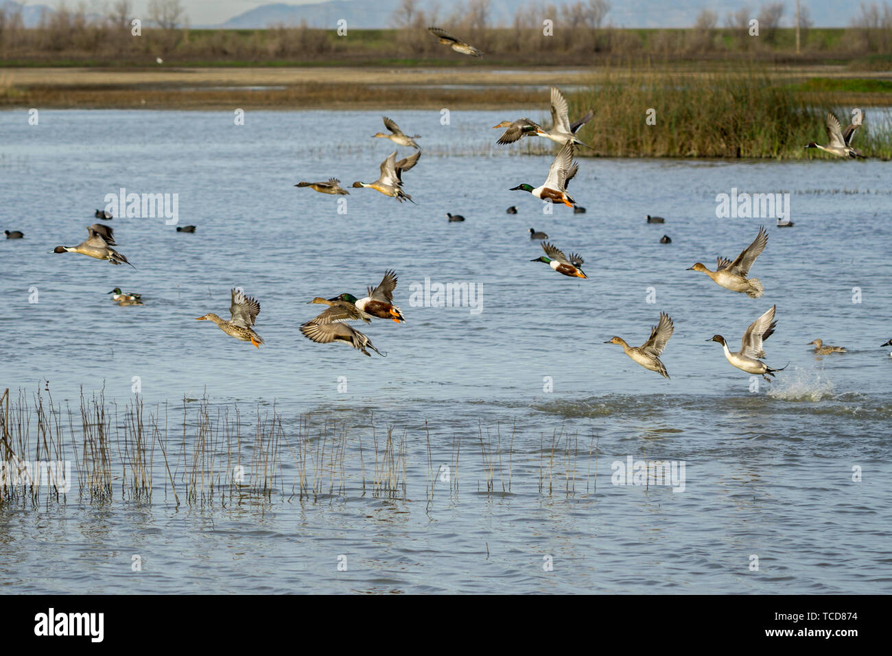 Flock northern pintail ducks swimming hi-res stock photography and ...
