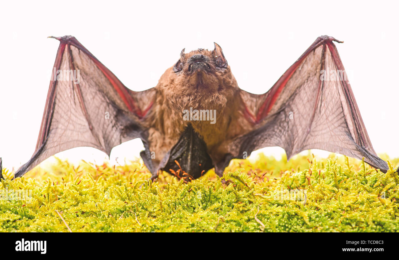 Wild nature. Forelimbs adapted as wings. Mammals naturally capable of ...