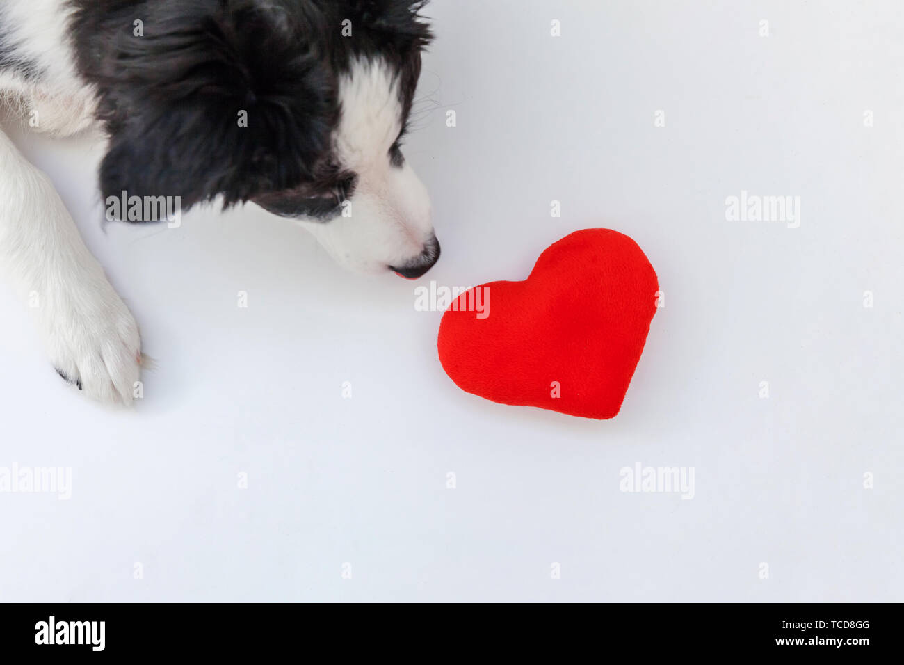 Funny studio portrait of cute smilling puppy dog border collie with red ...