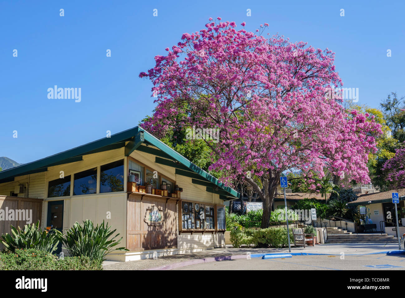 Arcadia, APR 10: Handroanthus impetiginosus tree blossom and the ...