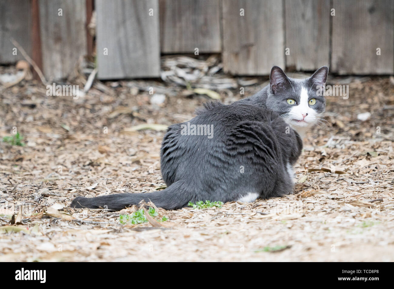 Back view of gray cat with white muzzle sitting in yard on sawdust and ...