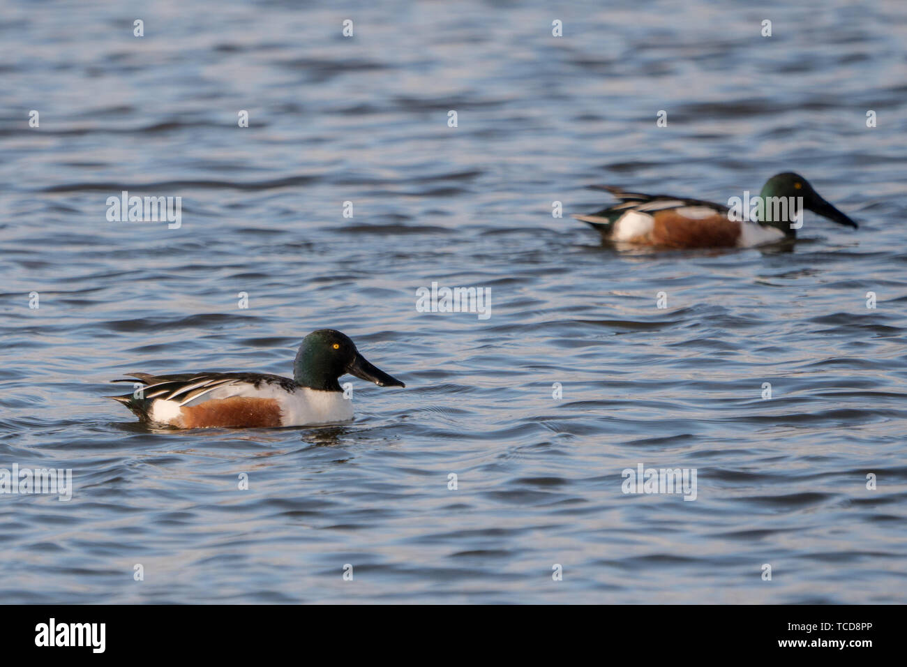 Side view of two ducks with green heads and brown wings floating on ...