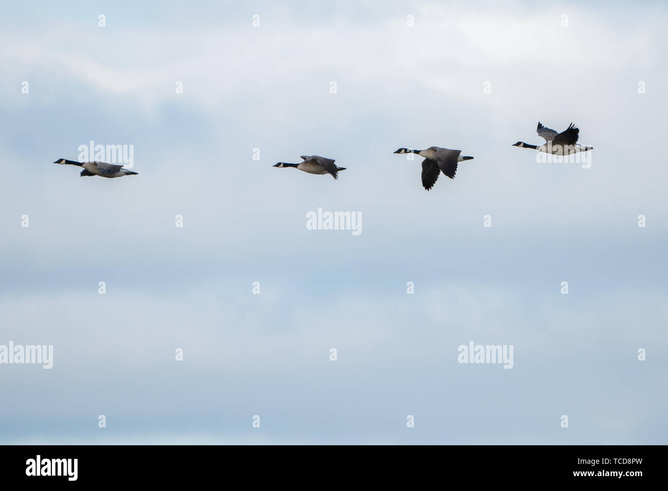 Side view of flock of ducks flying in line in blue sky with clouds ...