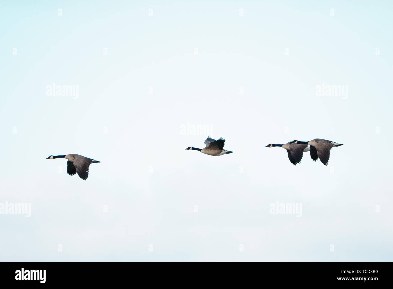 Duck one line hi-res stock photography and images - Alamy