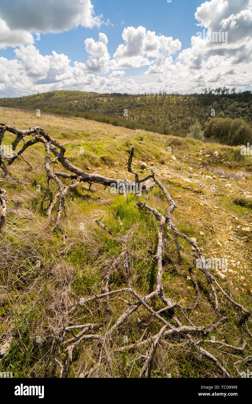 Withered old fallen tree lying in meadow on background of picturesque ...
