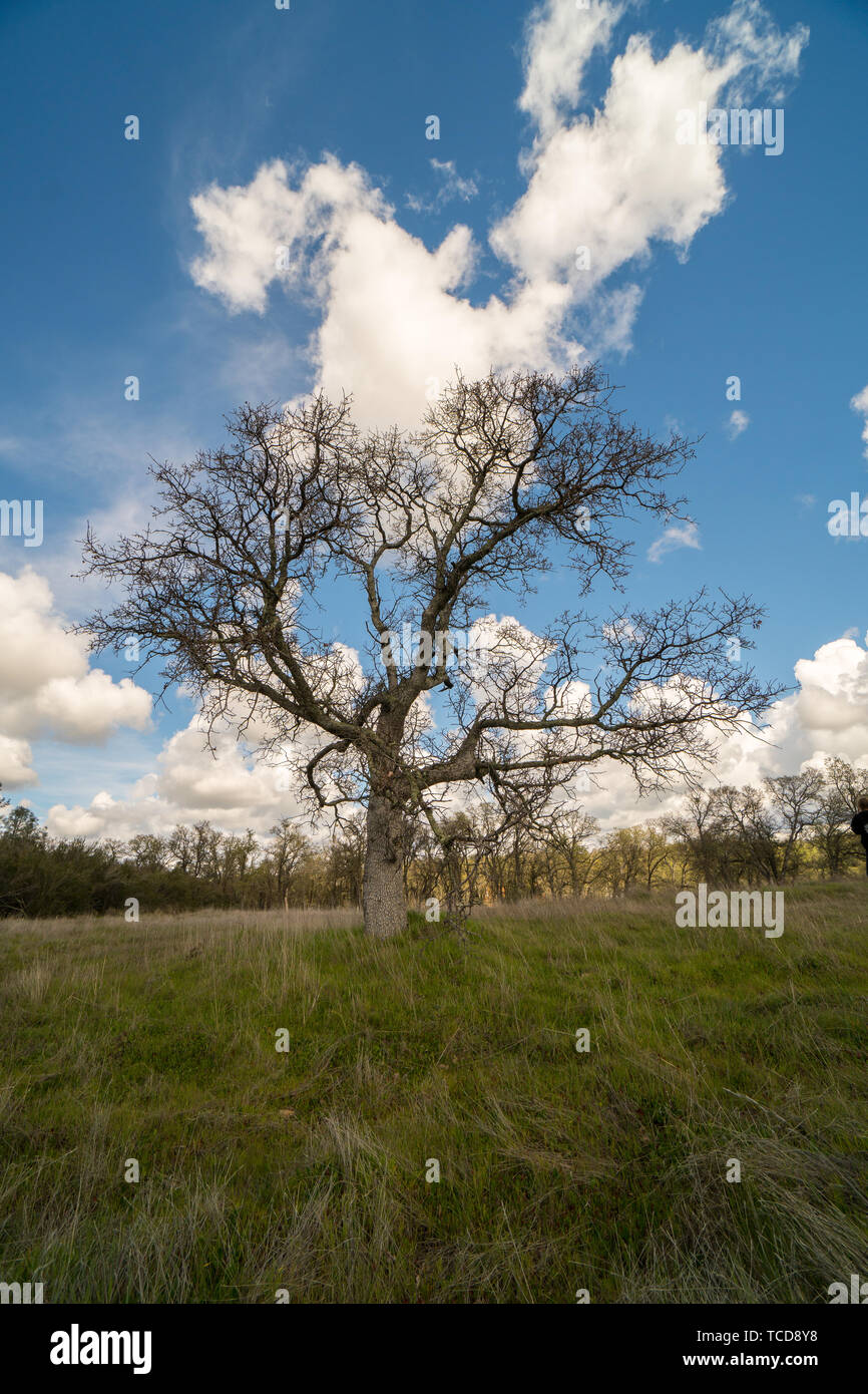 Branchy leafless tree standing in vast field covered with green grass ...