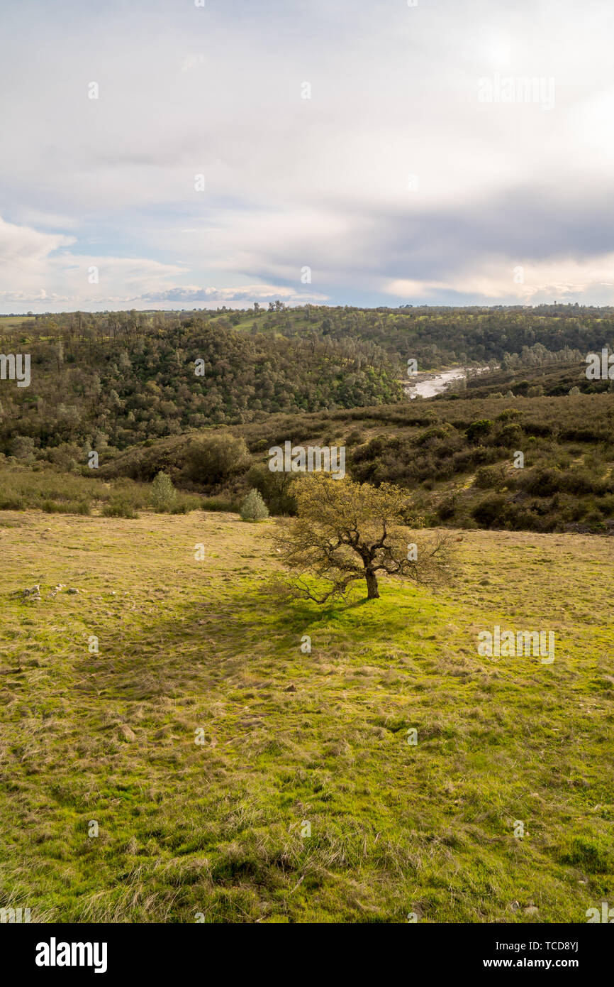 Landscape of vast meadow covered with lush grass with one branchy tree ...