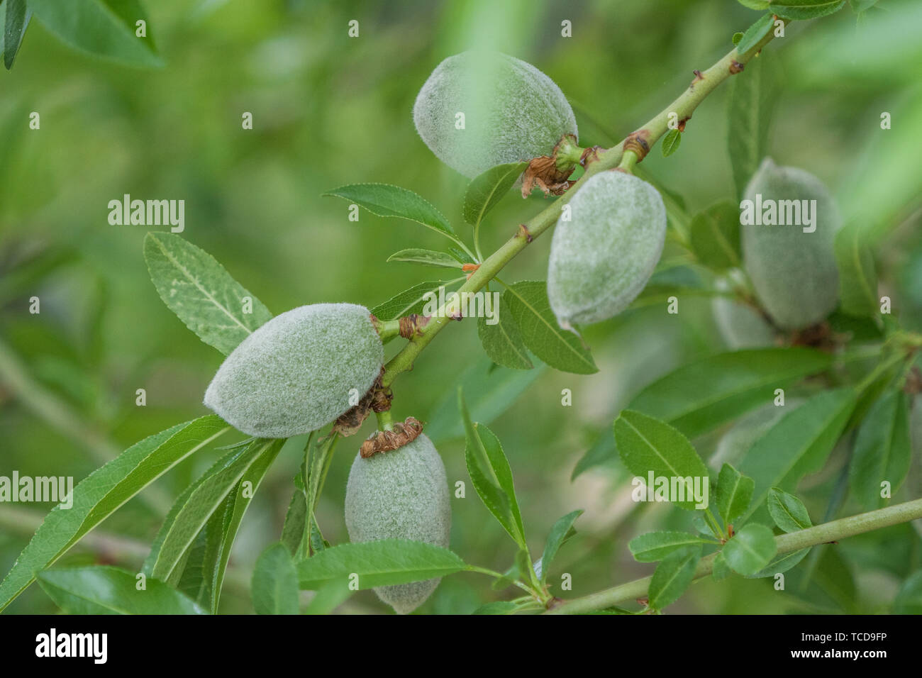 un ripe almonds in tree Stock Photo - Alamy