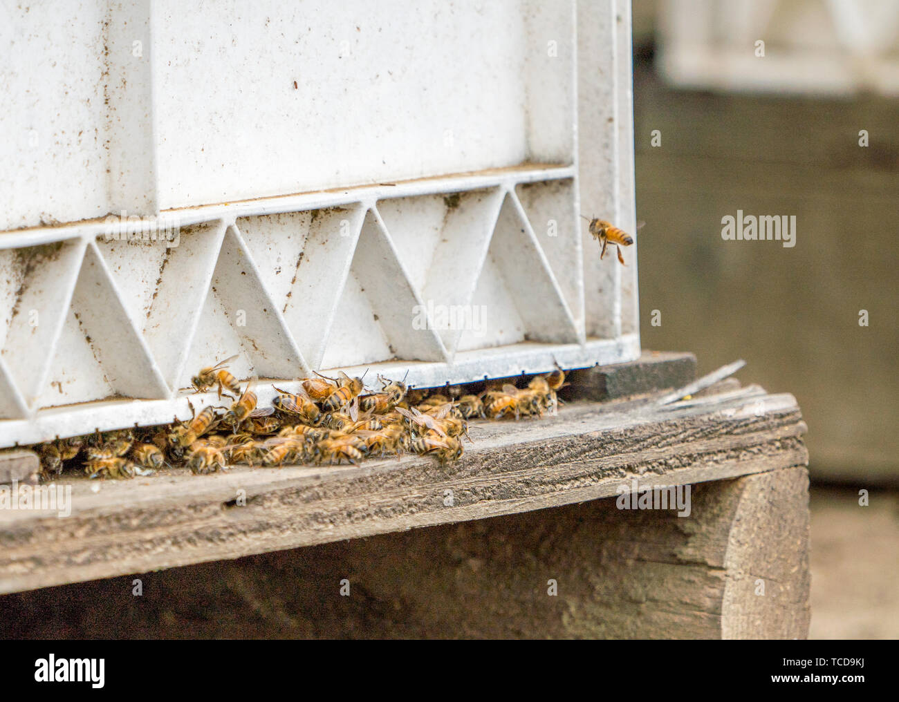 honey bee hive Stock Photo - Alamy