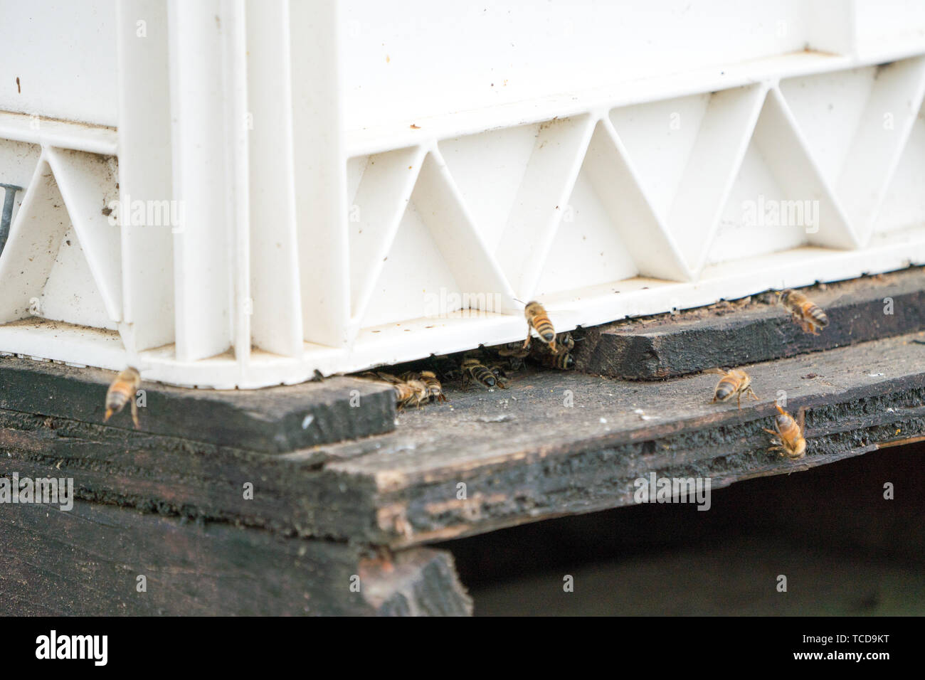 bees flying in and out of bee hive Stock Photo - Alamy