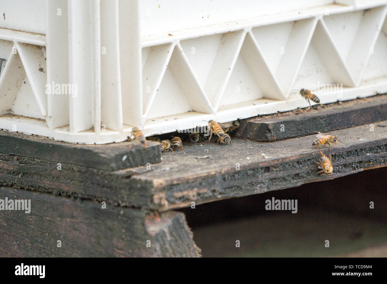Flying out beehive hi-res stock photography and images - Alamy