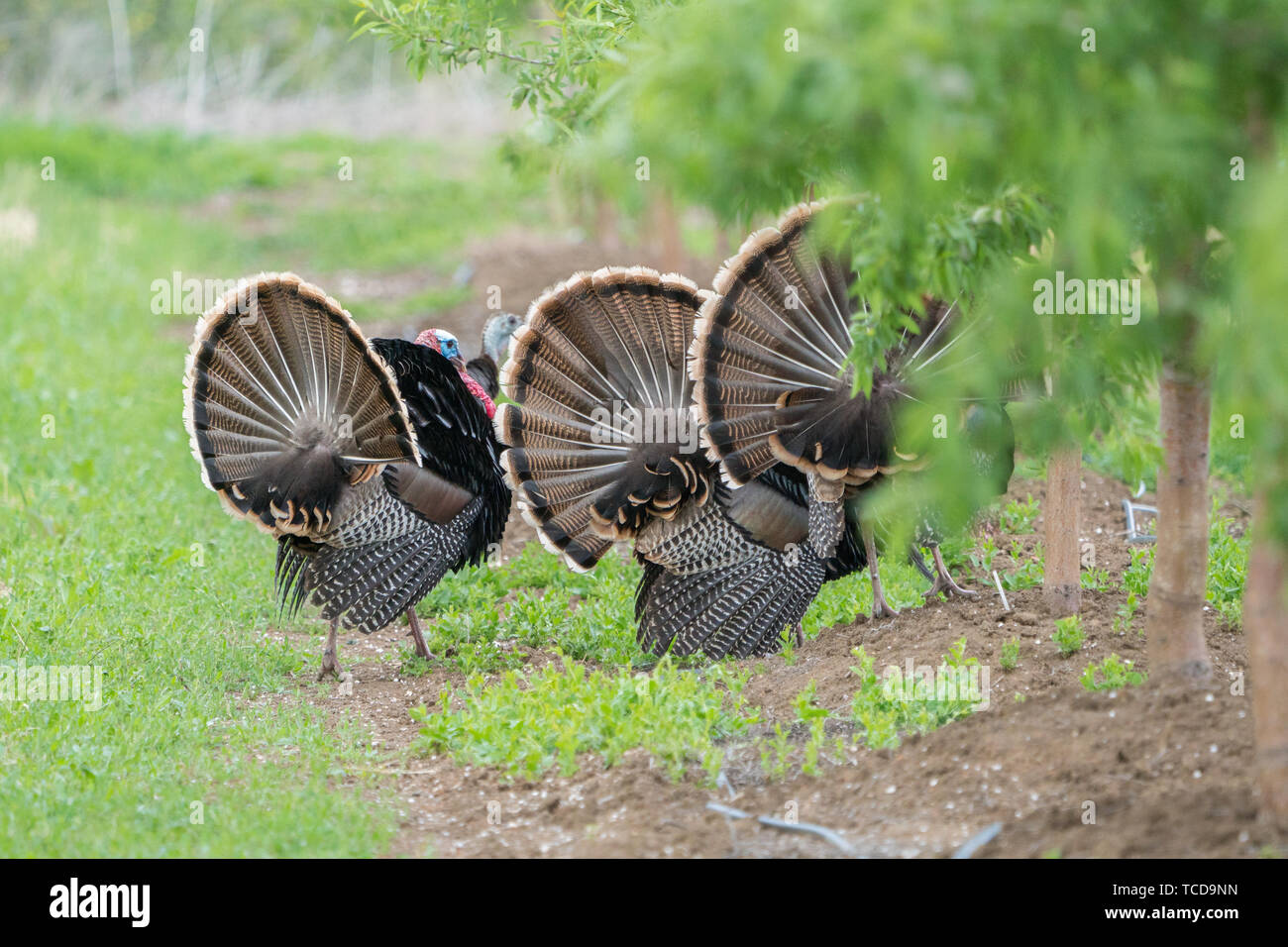 Wild male turkeys strutting in an orchard Stock Photo - Alamy