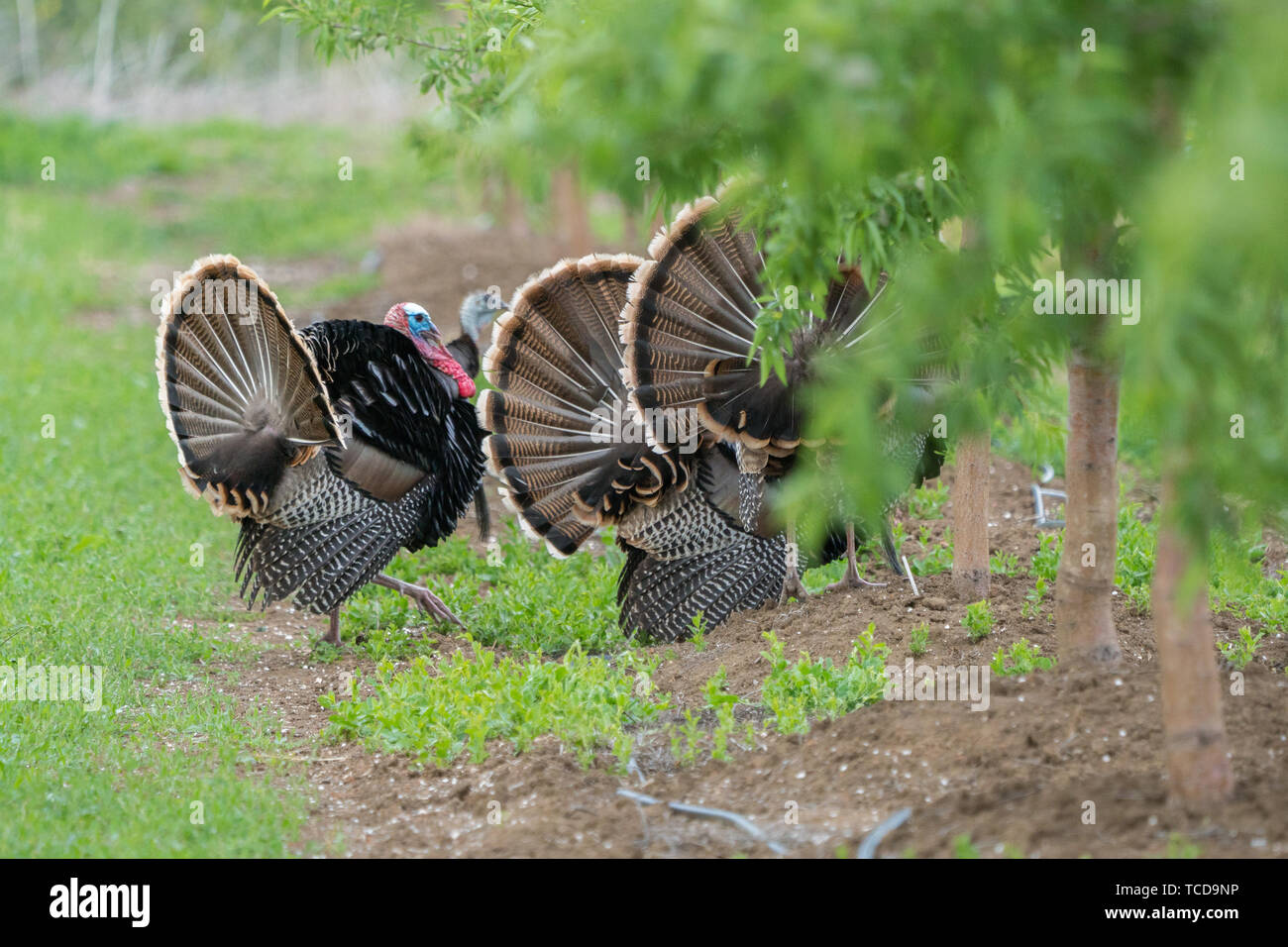 Wild male turkeys strutting in an orchard Stock Photo - Alamy
