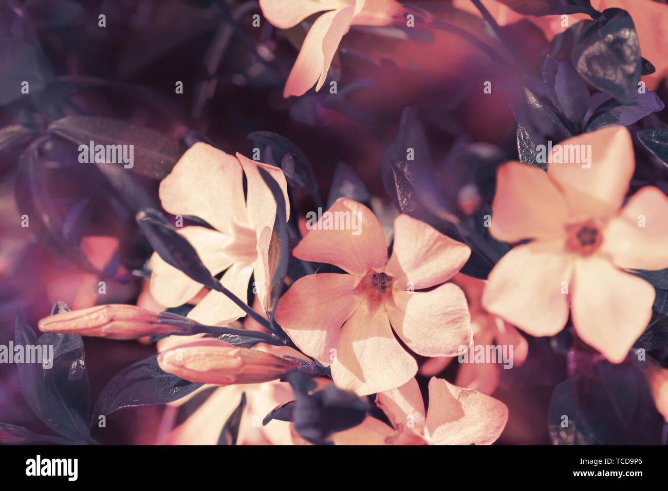 Beautiful spring wild meadow periwinkle flowers, pink and purple colors ...