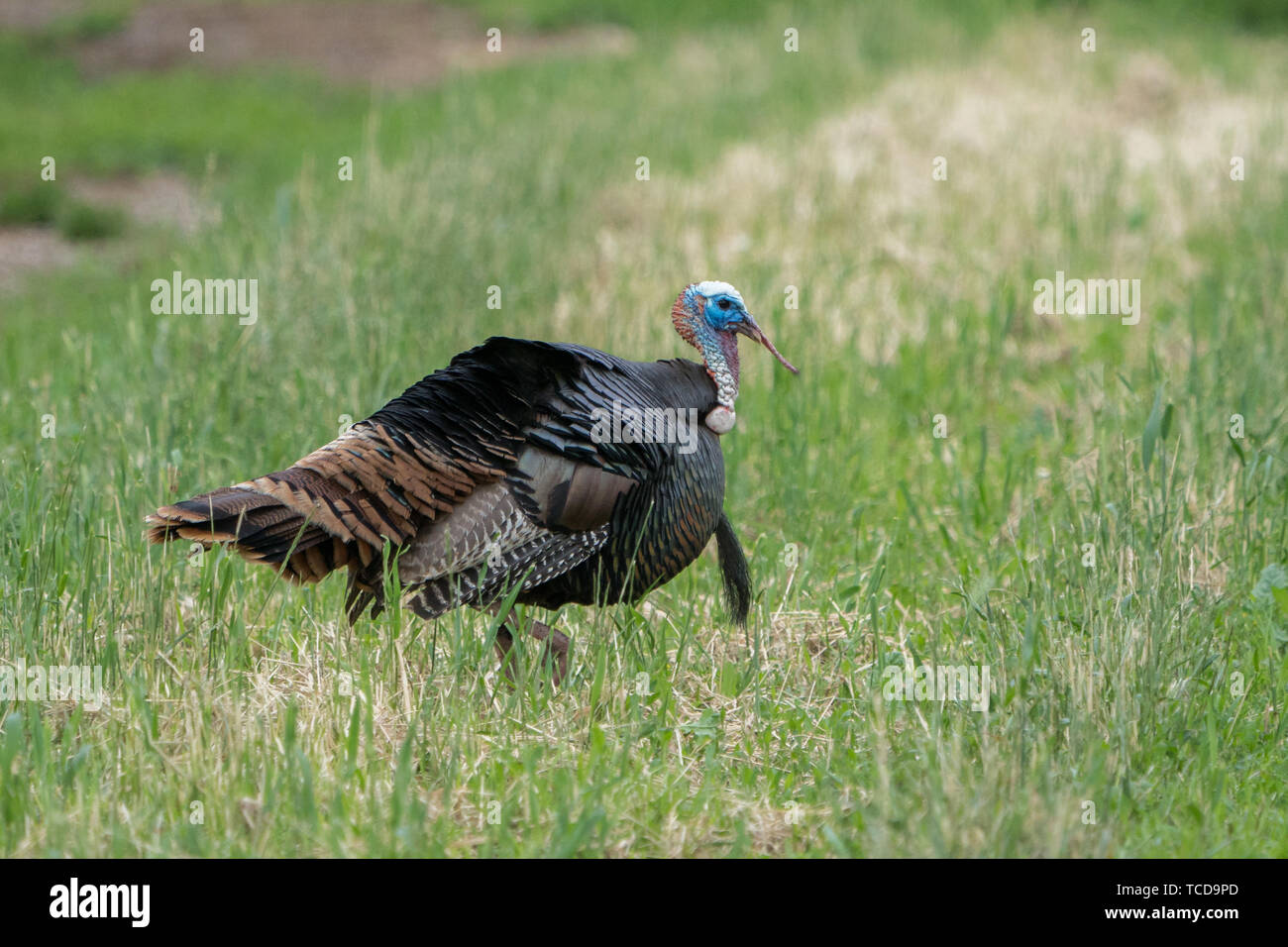 Wild male turkeys strutting in an orchard Stock Photo - Alamy