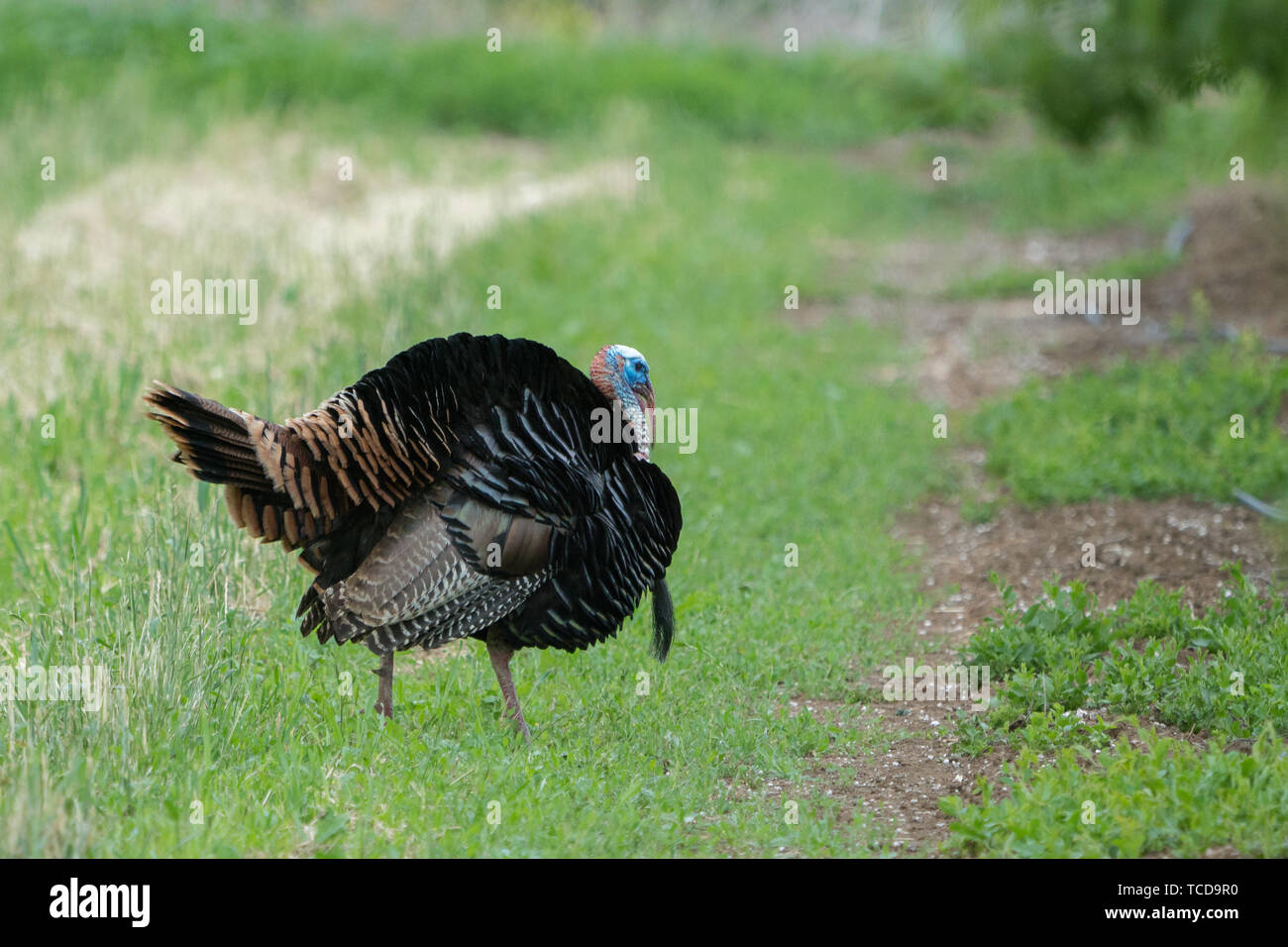 Turkeys strutting hi-res stock photography and images - Alamy