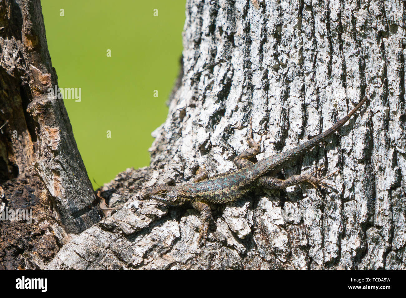 blue belly fence lizard on a tree trunk Stock Photo - Alamy