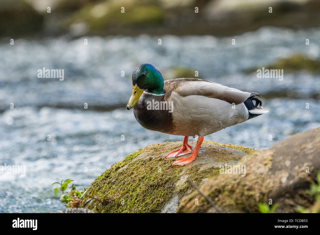 Mallard duck male drake looking down at water from rock Stock Photo - Alamy