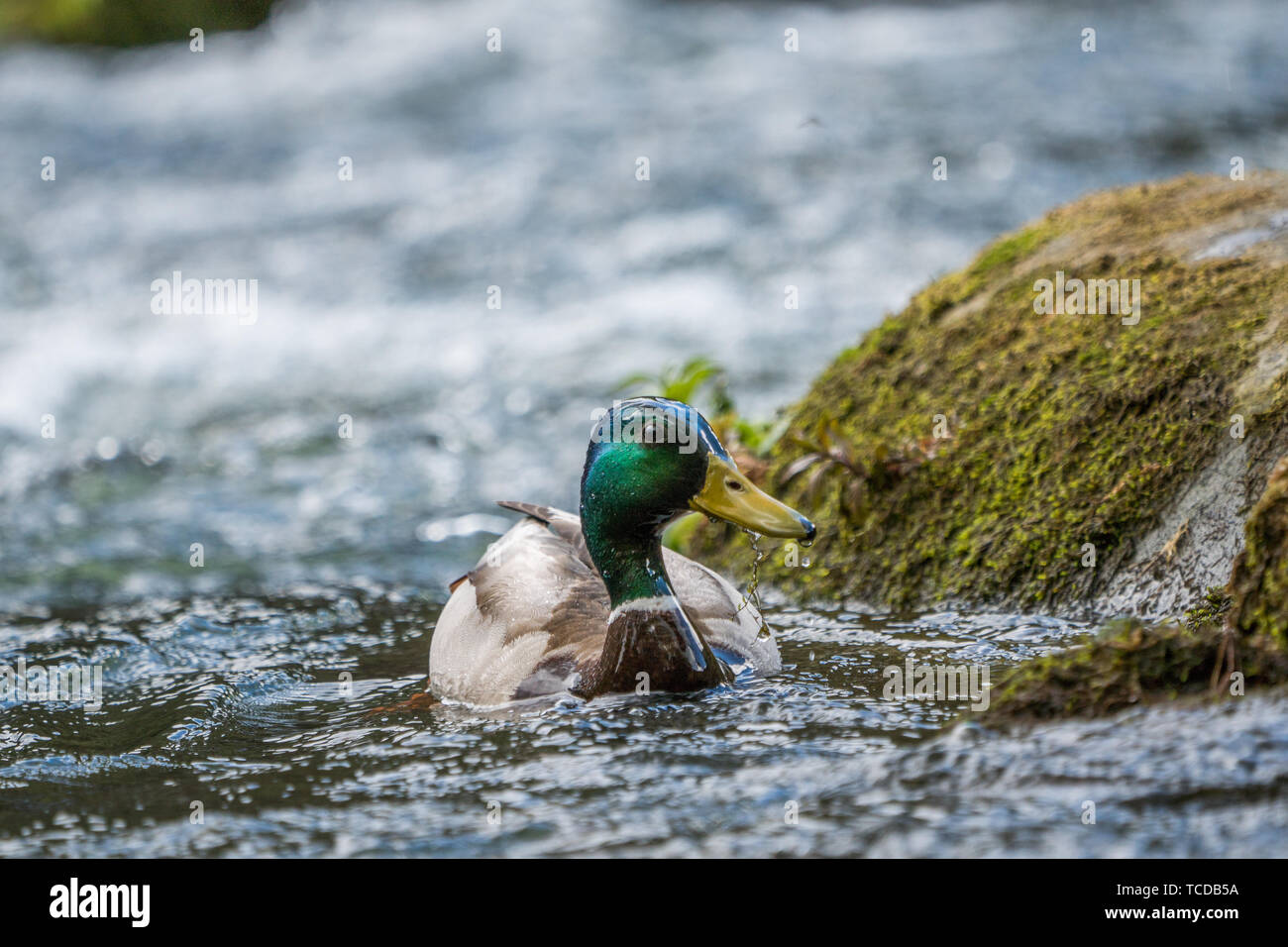 Mallard duck male drake swimming Stock Photo - Alamy