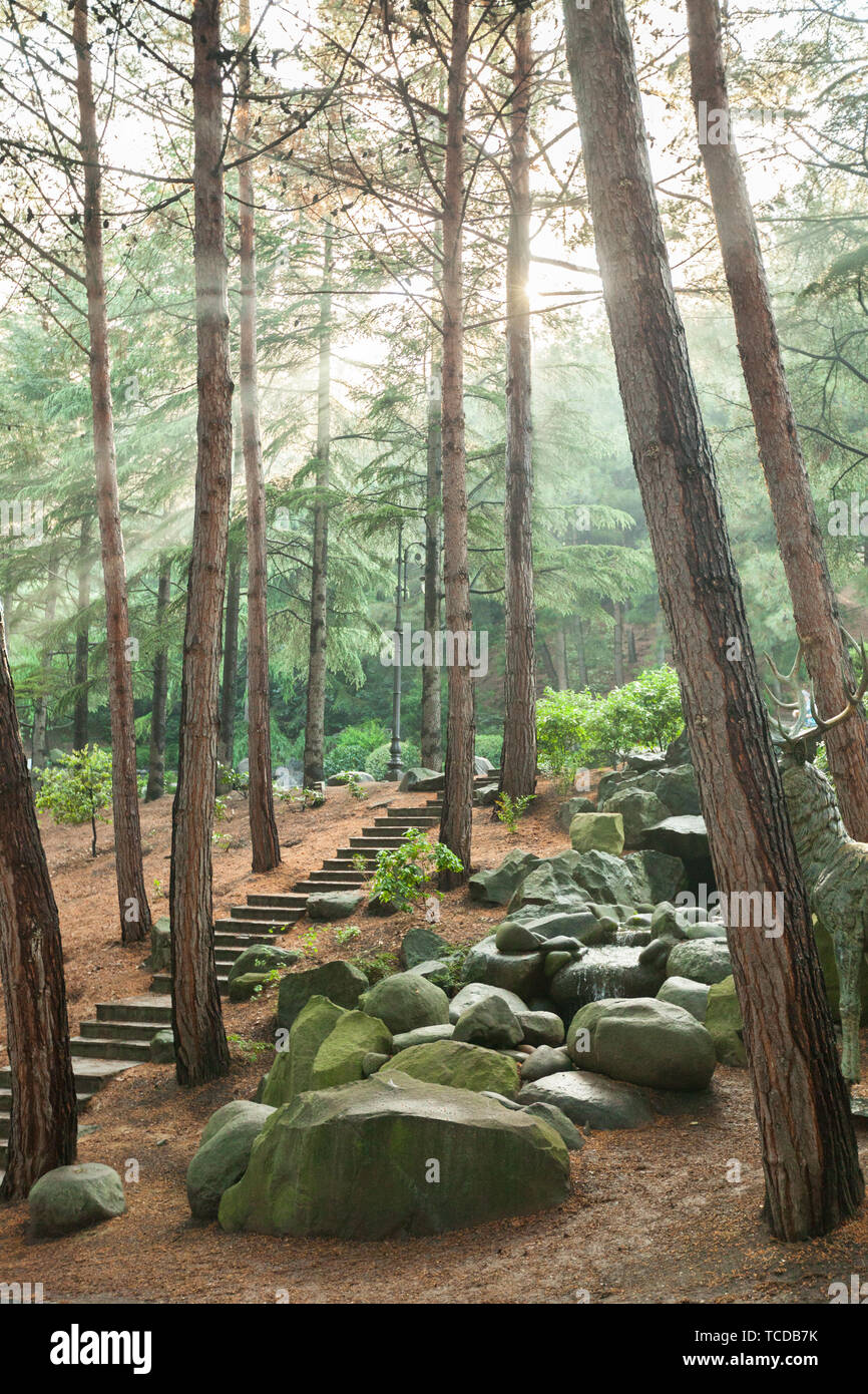 sun rays through trees leaves Stock Photo - Alamy