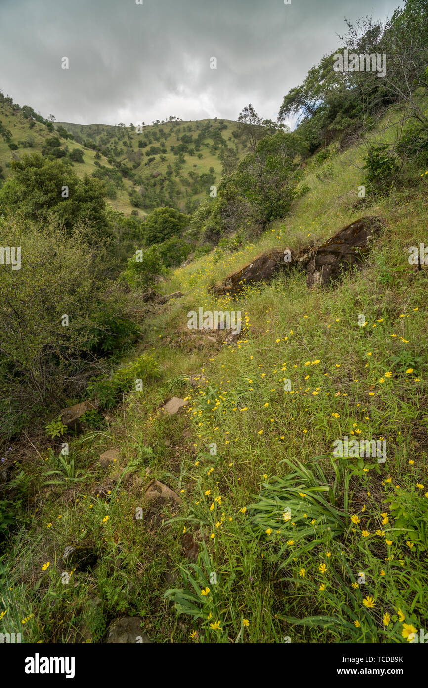 wild flowers growing on Putah Creek canyon walls in Solano County ...