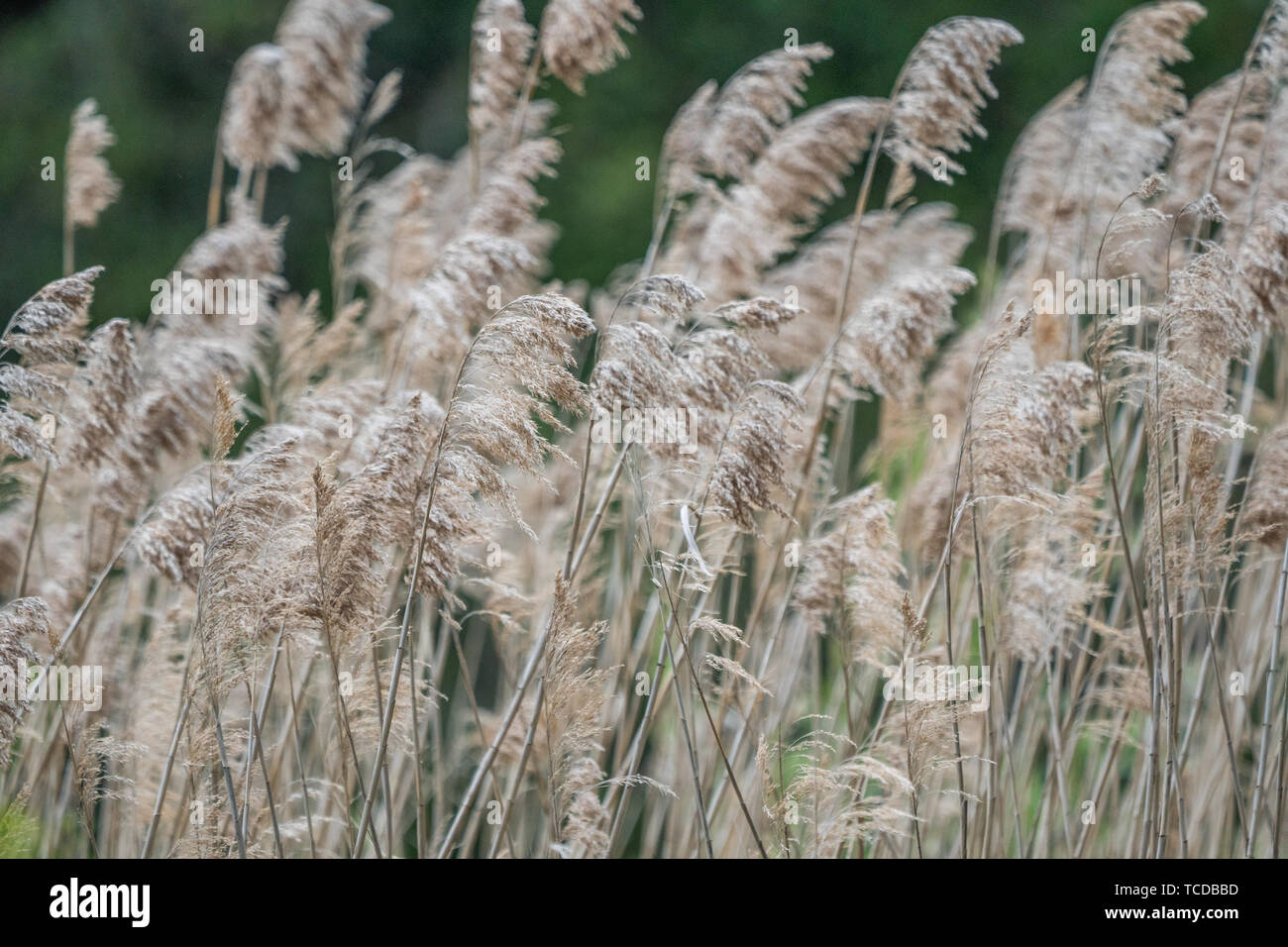 Pampus Grass High Resolution Stock Photography and Images - Alamy